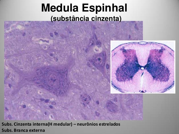 Monitoria – Lâminas Histológicas 04