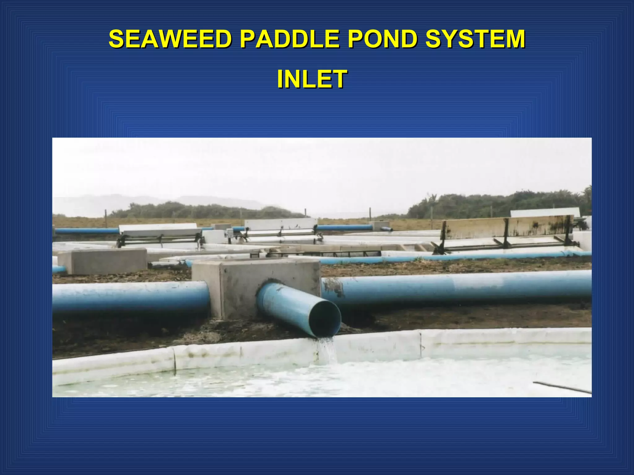 SEAWEED PADDLE POND SYSTEMS | PPT