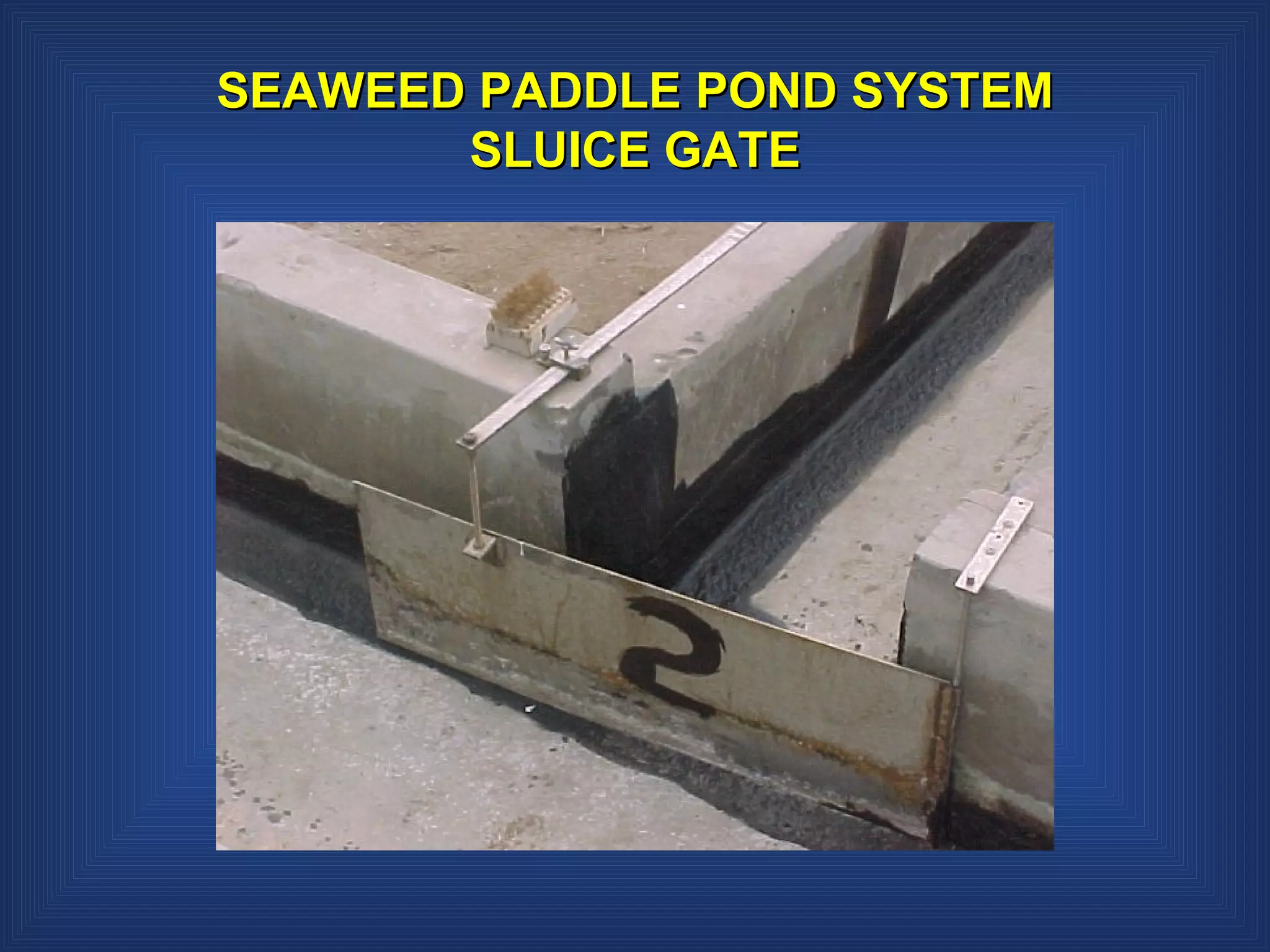 SEAWEED PADDLE POND SYSTEMS | PPT