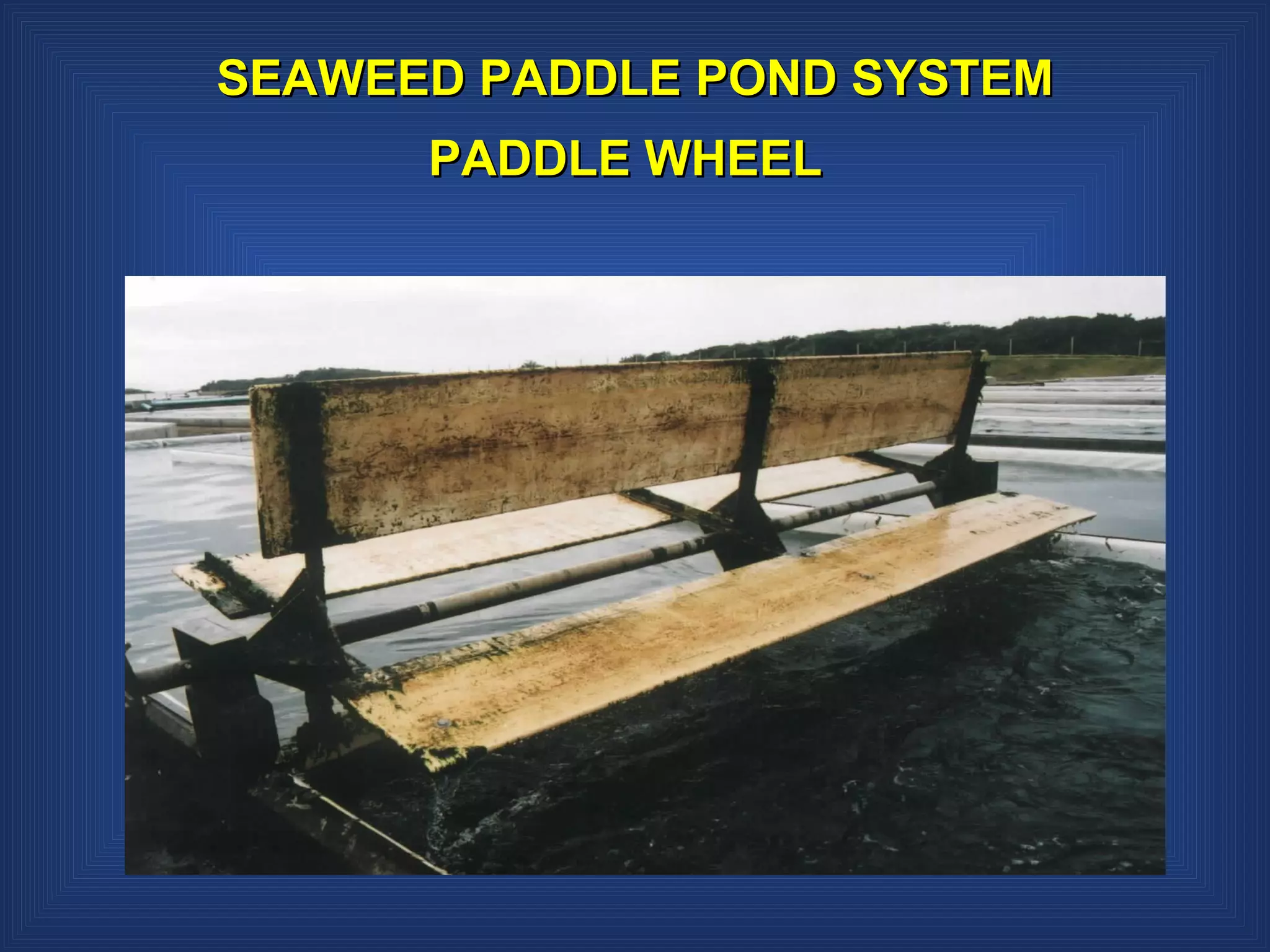 SEAWEED PADDLE POND SYSTEMS | PPT