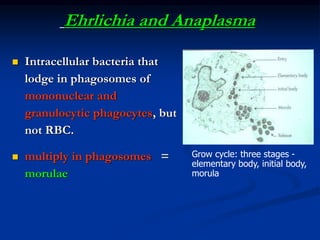 Reckettsia dr.ihsan alsaimary | PPT