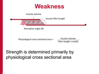 Recognising features (weakness) | PPT