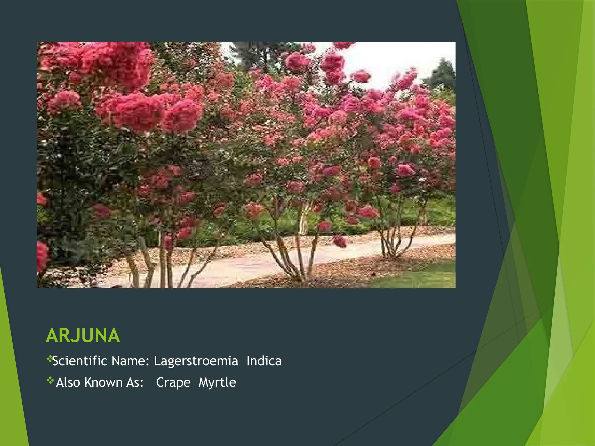 HOW TO RECOGNIZE TREES OF INDIA FOR LANDSCAPE DESIGN.pptx