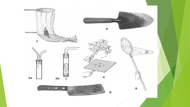 Recoleccion, colección y preservacion de insectos