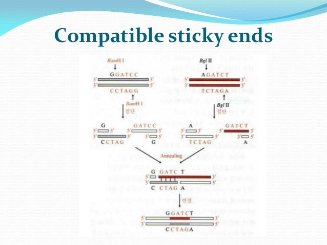 Recombinant dna-1