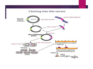 Recombinant-DNA-Technology. definition and methods | PDF