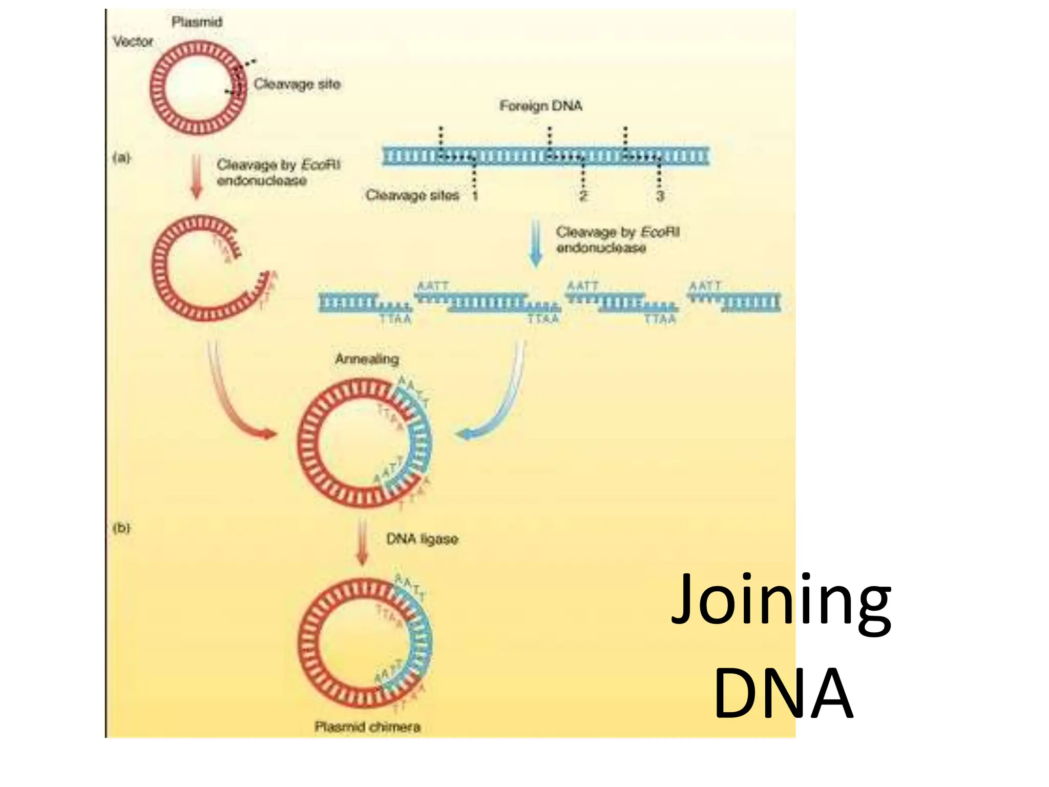 Recombinant-DNA-in biotechnology engineering.pptx