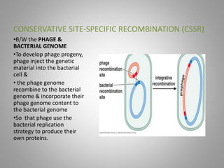 Recombinant and Repair.pptx