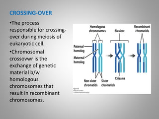 Recombinant and Repair.pptx