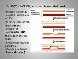Recombinant and Repair.pptx