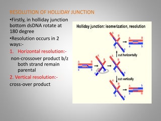Recombinant and Repair.pptx