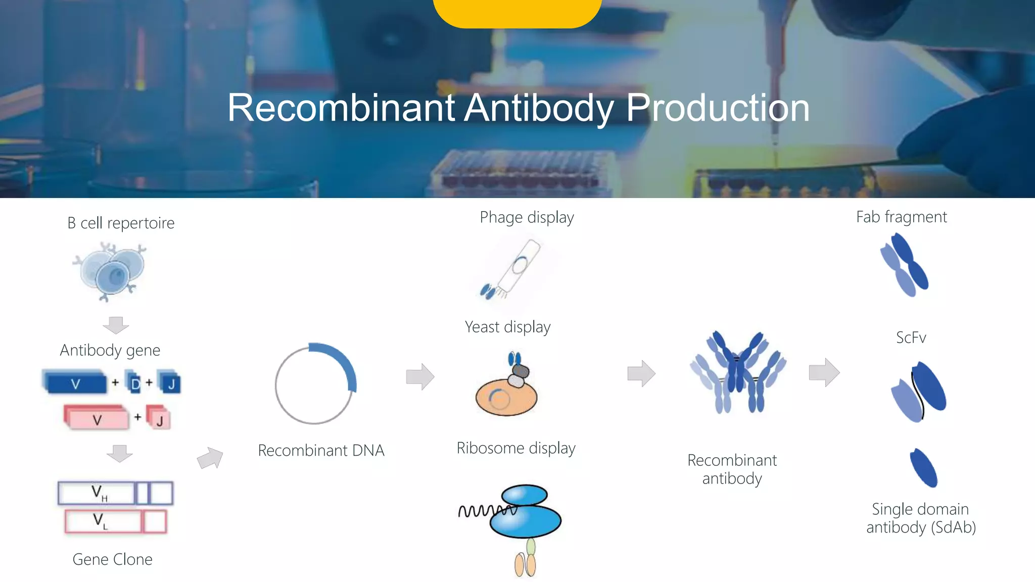 Introduction of Recombinant Antibody | PPTX