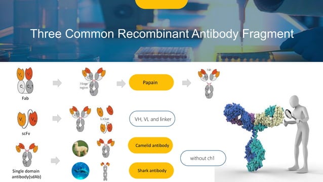 Introduction of Recombinant Antibody | PPTX