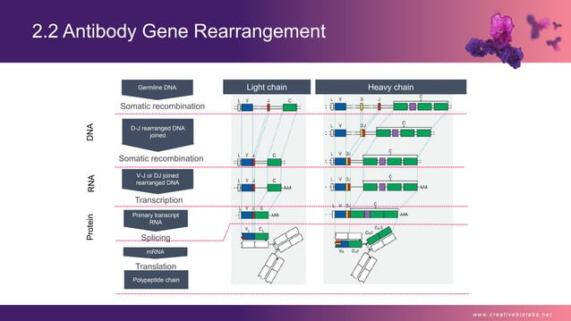 Recombinant Antibody Overview I - Creative Biolabs | PPTX
