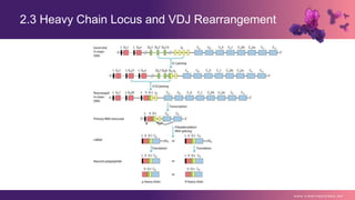 Recombinant Antibody Overview I - Creative Biolabs | PPTX