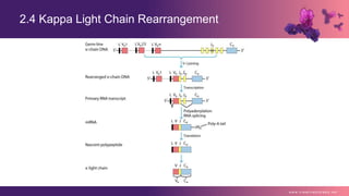 Recombinant Antibody Overview I - Creative Biolabs | PPTX