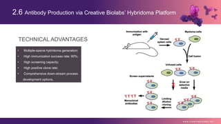 Recombinant Antibody Overview I - Creative Biolabs | PPTX