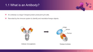 Recombinant Antibody Overview I - Creative Biolabs | PPTX