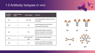 Recombinant Antibody Overview I - Creative Biolabs | PPTX