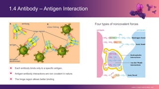 Recombinant Antibody Overview I - Creative Biolabs | PPTX