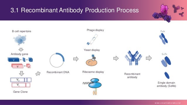 Recombinant Antibody Overview II - Creative Biolabs