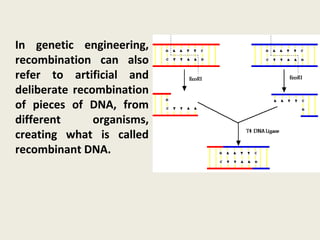 Recombinant dna | PPT
