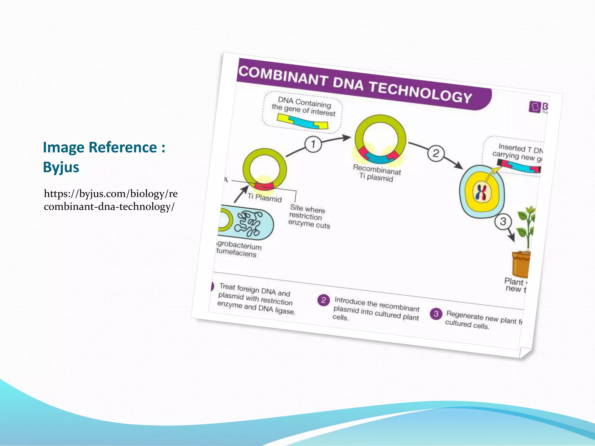 Recombinant dna | PPT