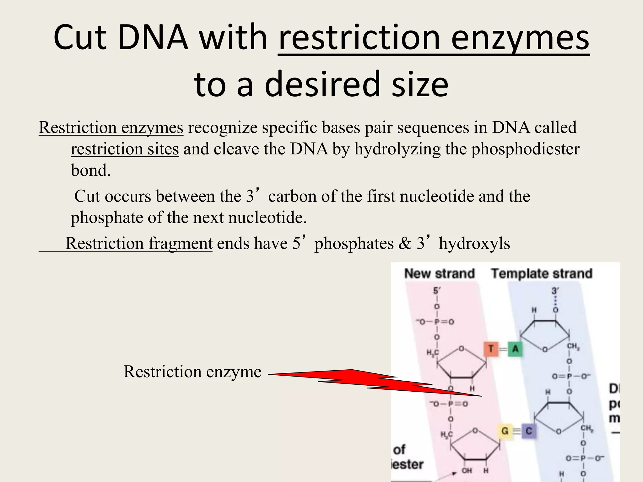 Recombinant DNA.1.ppt