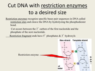 Recombinant DNA.1.ppt