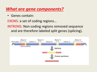 Recombinant DNA.1.ppt