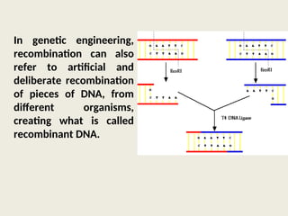 Recombinant DNA, for grade 12 or grade 11.ppt