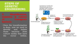 Recombinant DNA and Genetic Engineering.pdf. | PPT