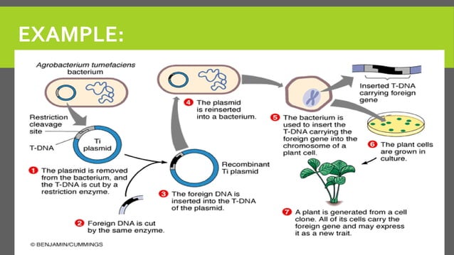 Recombinant DNA and Genetic Engineering.pdf. | PPT
