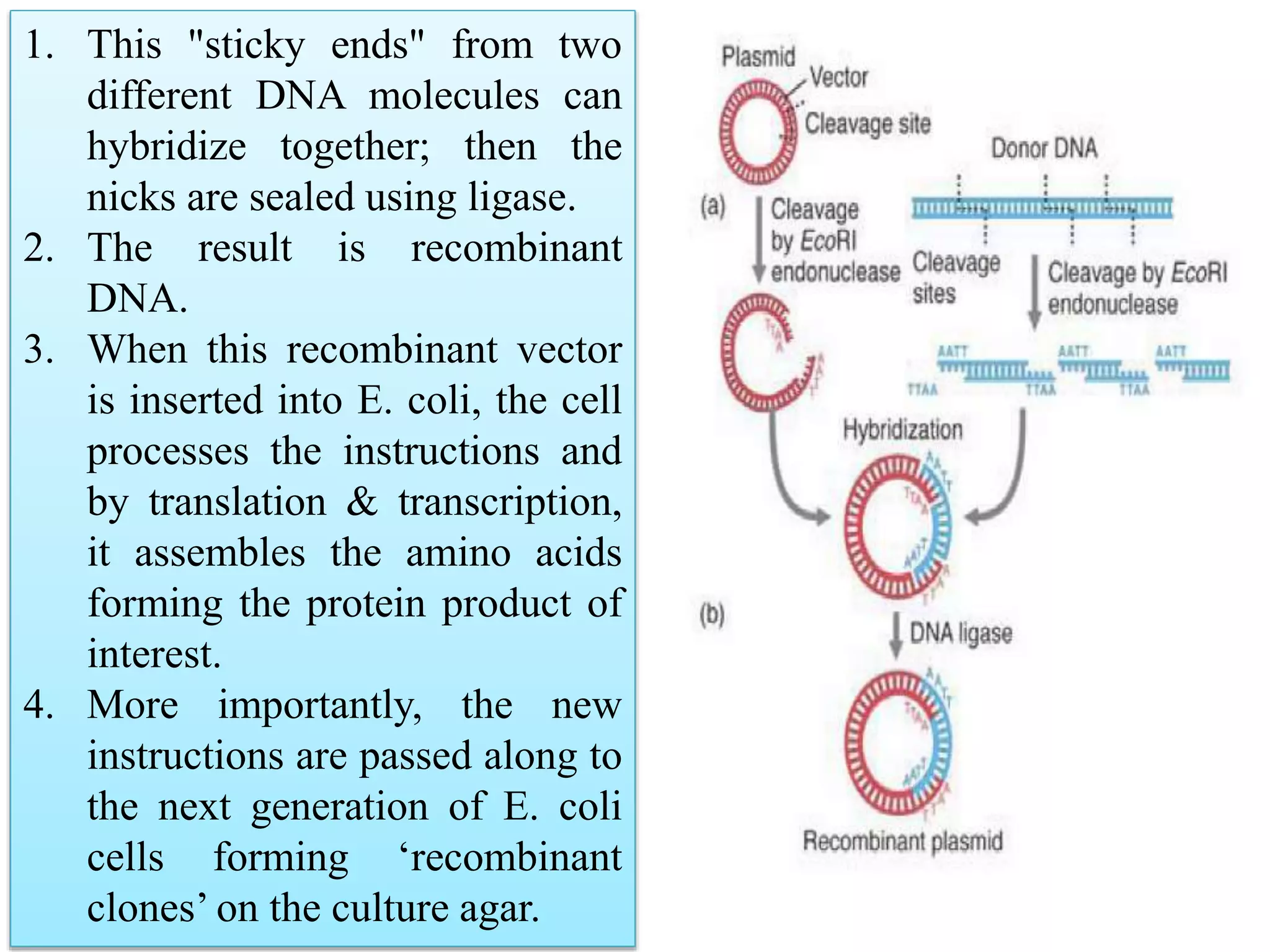Recombinant DNA (r-DNA) technology | PPTX