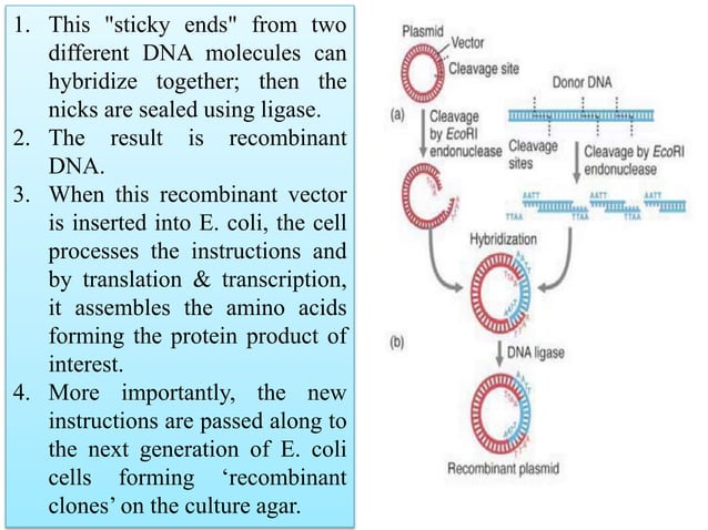 Recombinant DNA (r-DNA) technology | PPTX