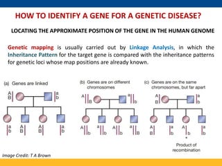Mapping and Cloning of Human disease gene | PPTX