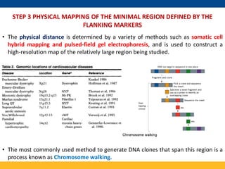 Mapping and Cloning of Human disease gene | PPTX