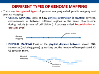 Mapping and Cloning of Human disease gene | PPTX