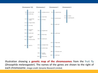 Mapping and Cloning of Human disease gene | PPTX
