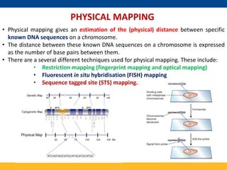 Mapping and Cloning of Human disease gene | PPTX | Genetics | Science