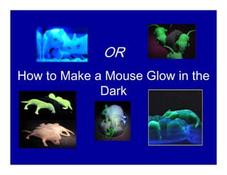 Recombinant Dna Animals