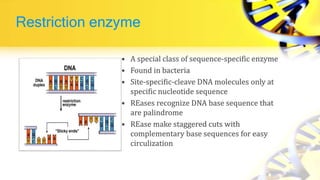 Recombinant dna technology | PPTX