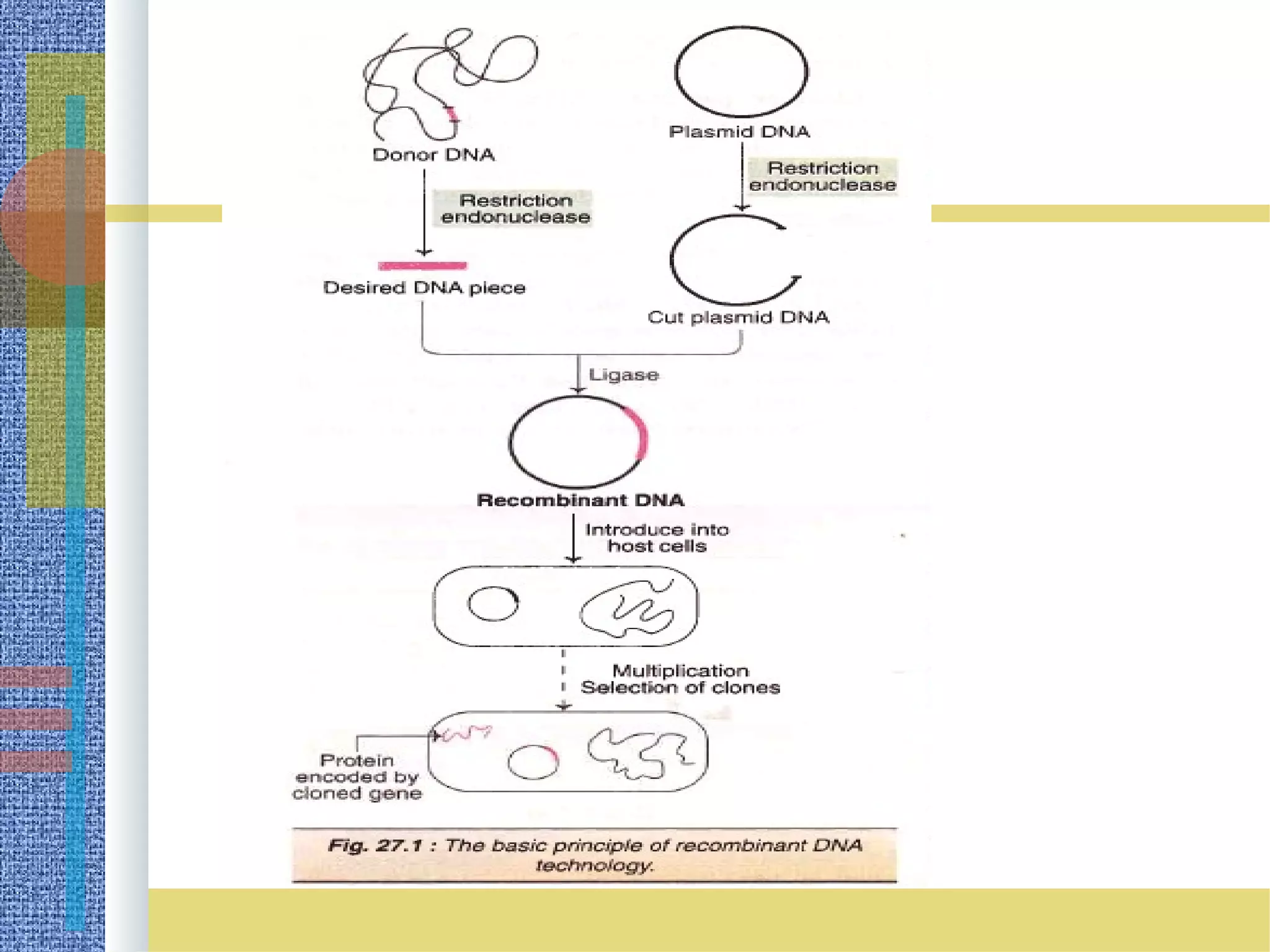Recombinant dna technology | PPT