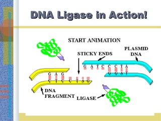 Recombinant Dna Animation