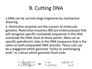 Recombinant DNA technology | PPTX