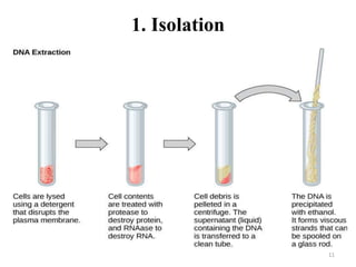 Recombinant dna technology | PPTX