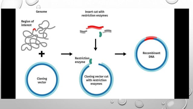 RECOMBINANT DNA TECHNOLOGY.pptx | Biotech and Biomedical Industry ...
