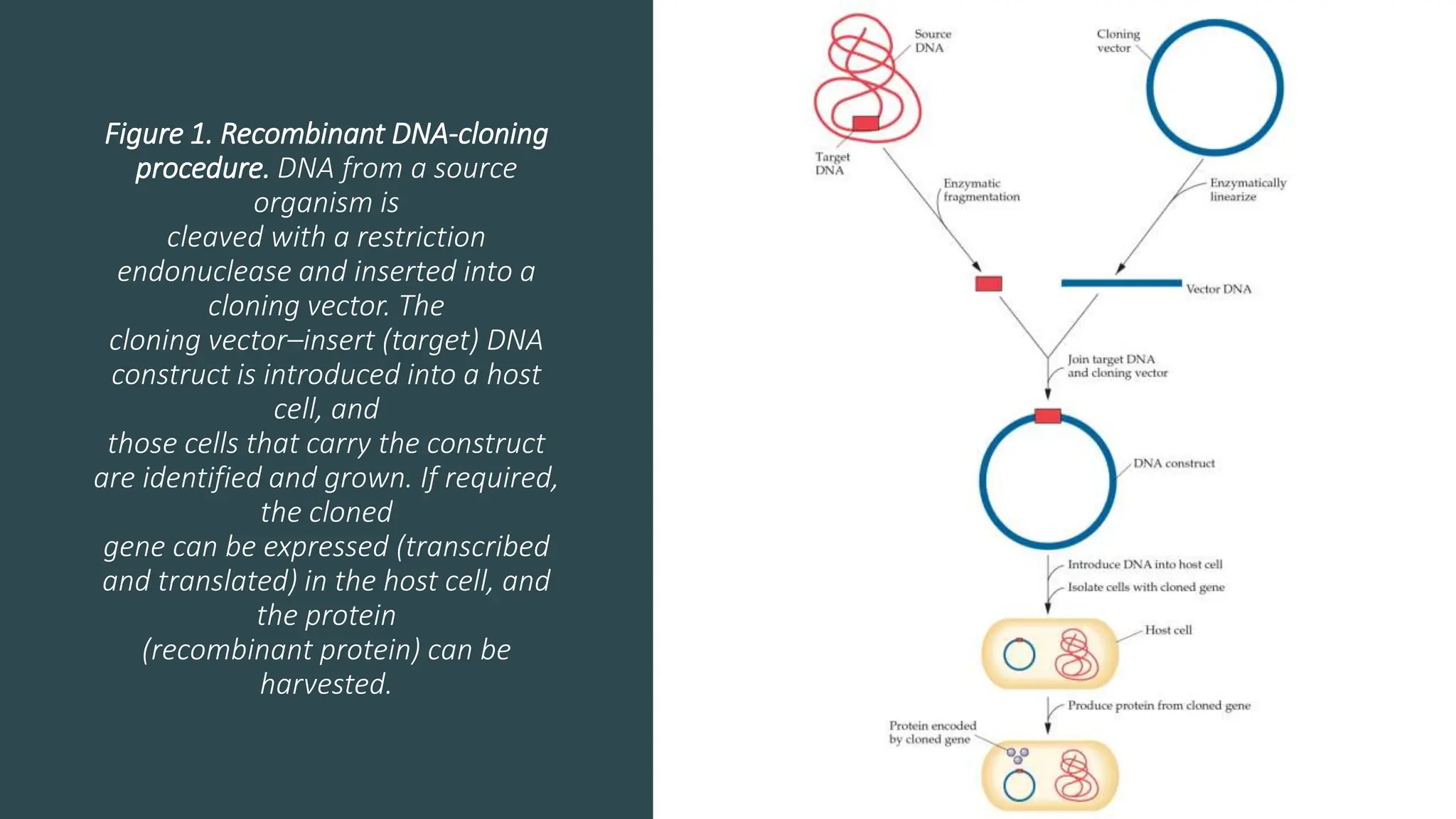 Recombinant DNA Technology.pptx