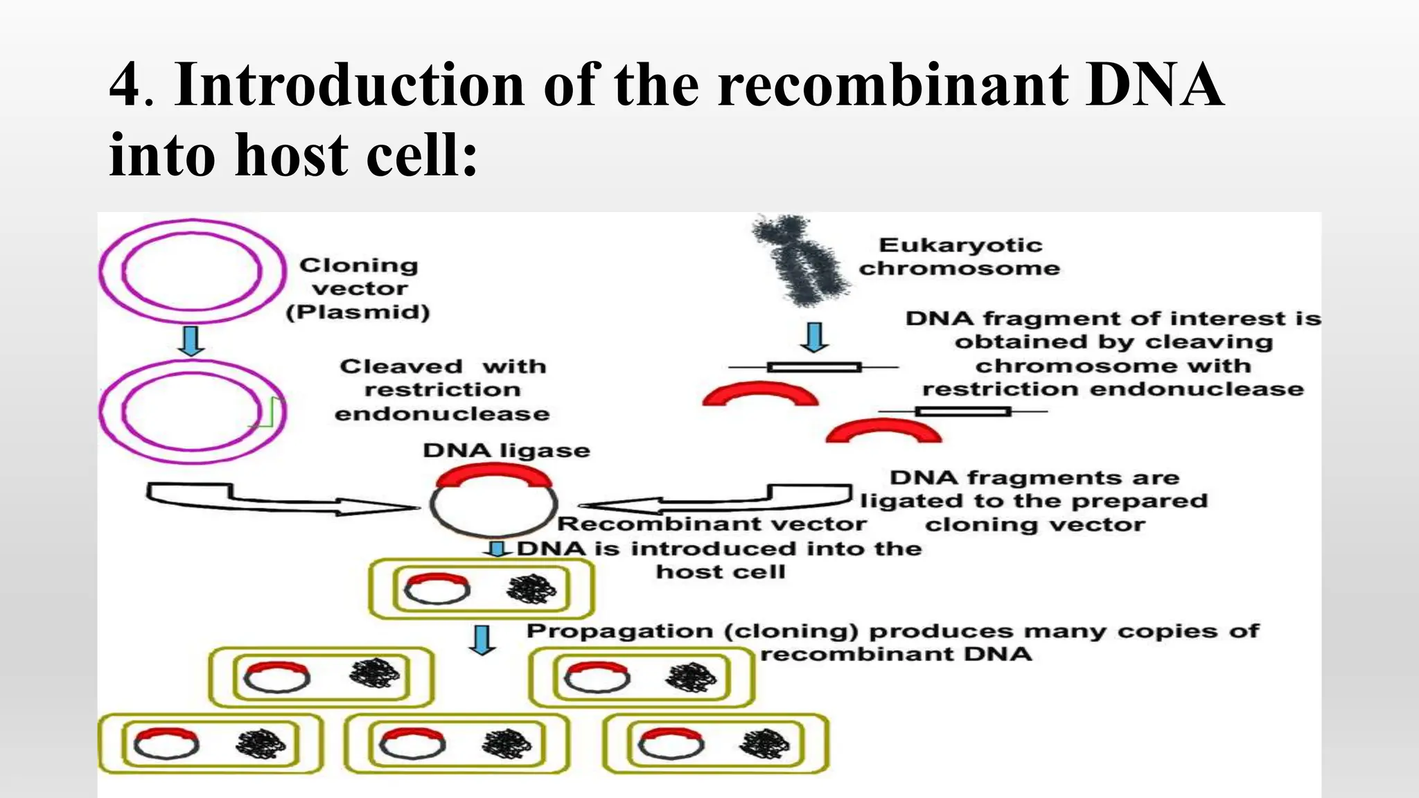 RECOMBINANT DNA TECHNOLOGY PRESENTATIONS | PPTX