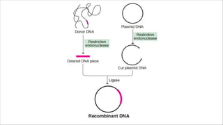 Recombinant DNA Technology Presentation.pdf